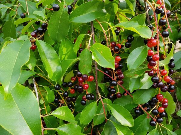 6 Remarkable Mongolian Fruits that Thrive in Unique Climate