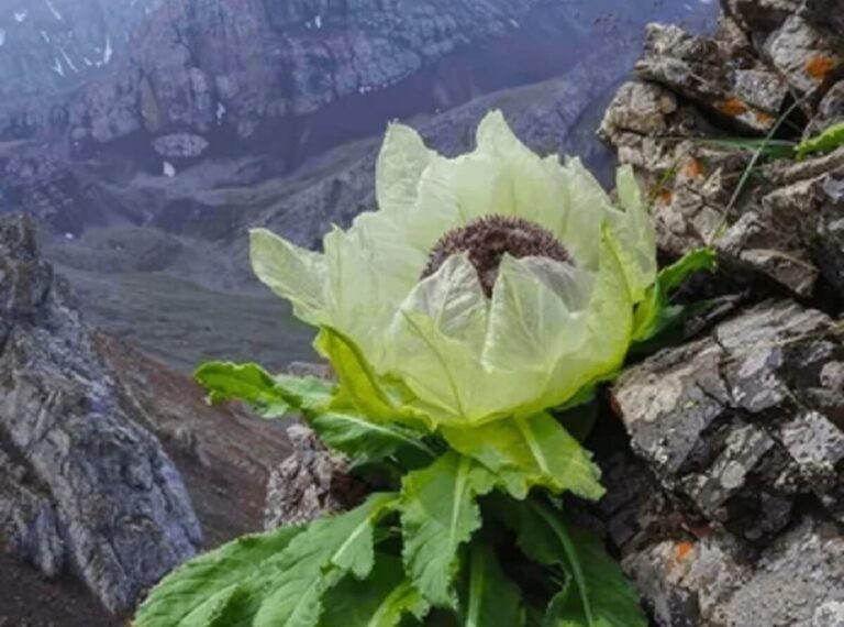 Rare plants in Mongolia and their some types