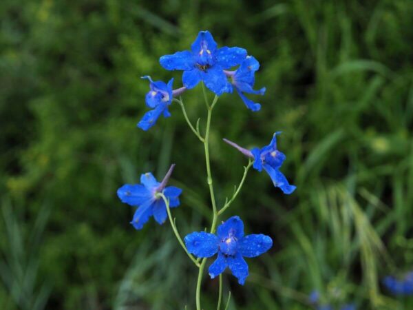 Different types of flowers in Mongolia