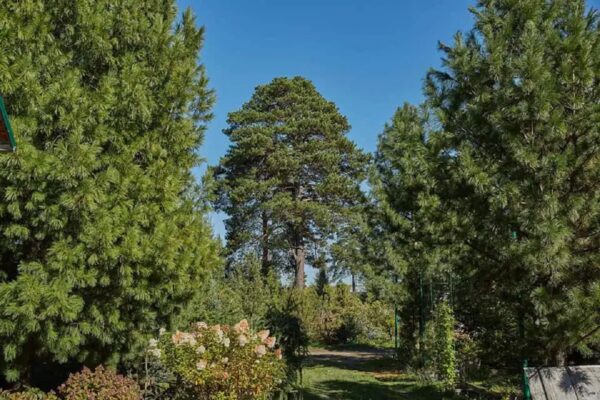 All types of trees in mongolia