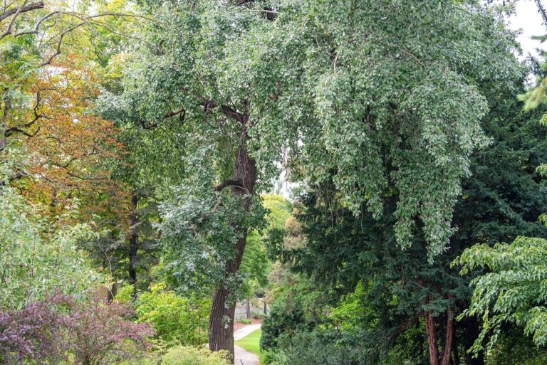 All types of trees in mongolia