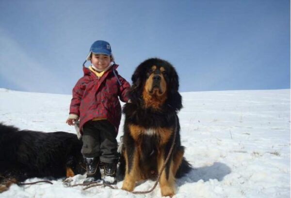 Mongolian Dog Breeds