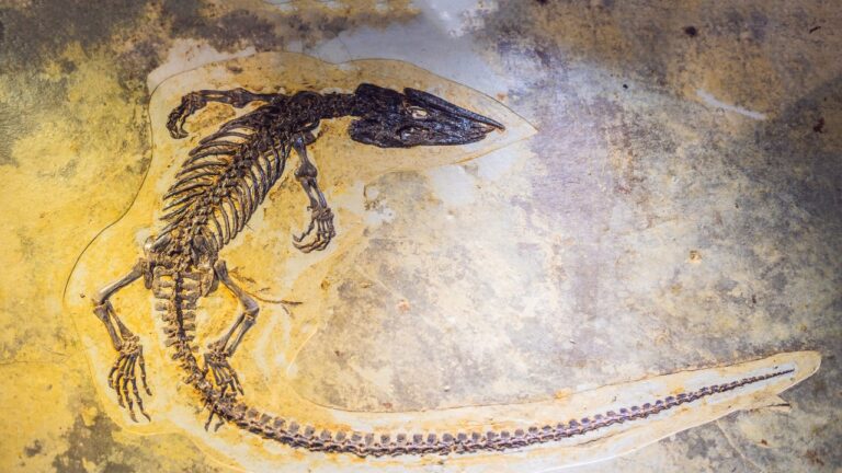 Mongolia Dinosaur Fossils: A Sneak Peek Into the Past