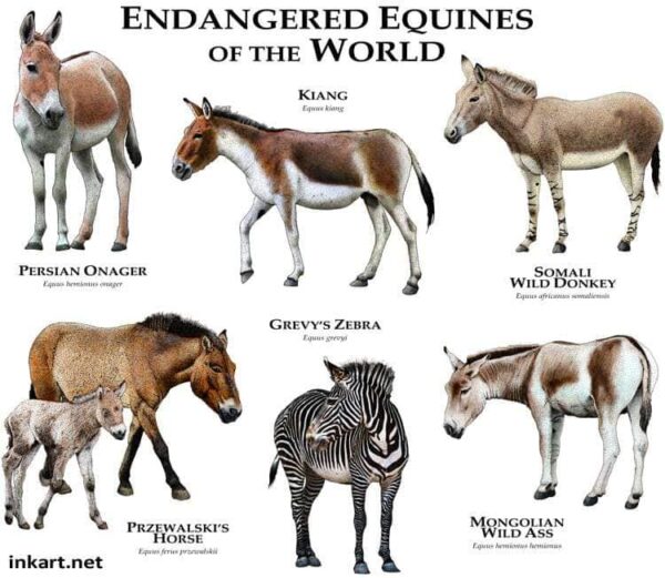 Gobi desert animals | CorrectMongolia