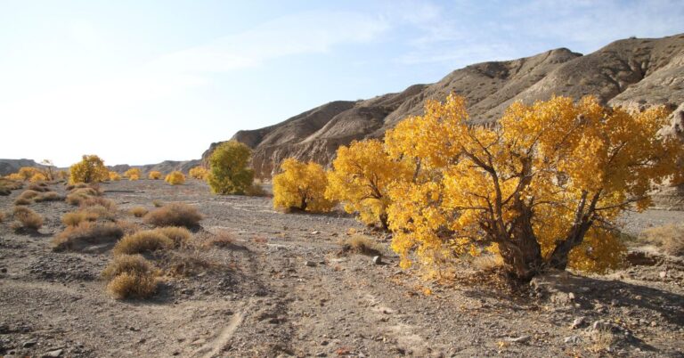 Gobi Tree: The Tough Flora of the Gobi Desert