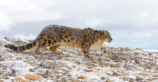 Snow Leopard Gobi Desert: A Magnificent Beast in a Hostile Landscape