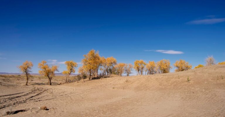 Gobi Tree: The Tough Flora of the Gobi Desert