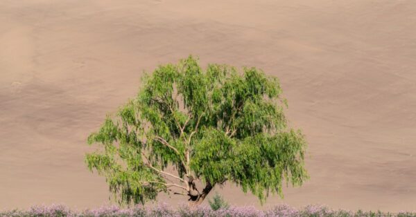 Gobi Tree: The Tough Flora of the Gobi Desert