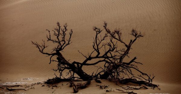 Gobi Tree: The Tough Flora of the Gobi Desert