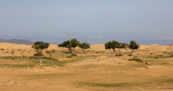 Gobi Tree: The Tough Flora of the Gobi Desert